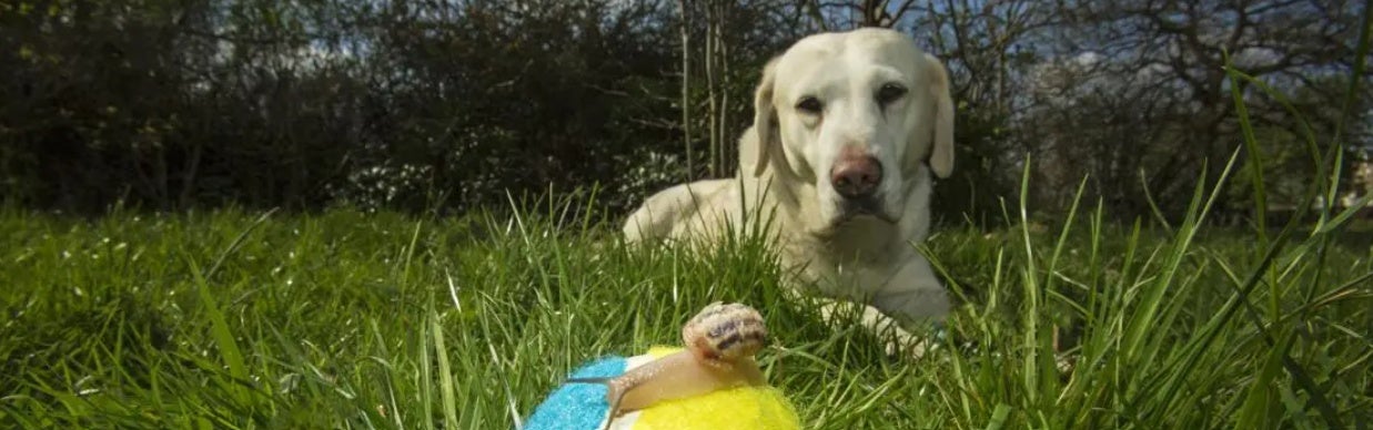 Lungworm in Dogs: Everything You Need To Know