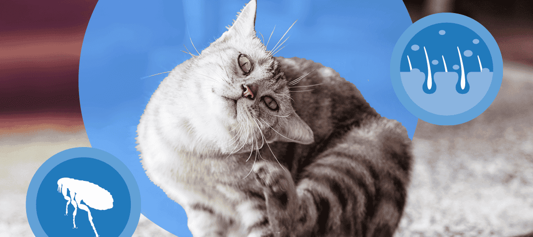 Flea Allergy Dermatitis in Cats: What You Need to Know