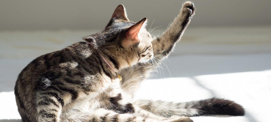 Everything you need to know about worms in cats