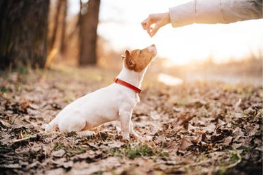 Milbemax™: Effective protection against worms for your pets