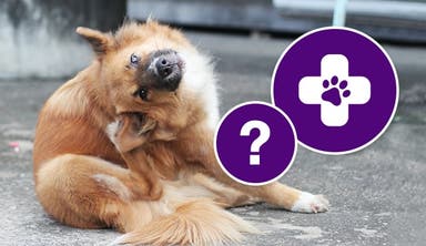 Claro ® Otic Solution: Ear Infection Treatment | Elanco