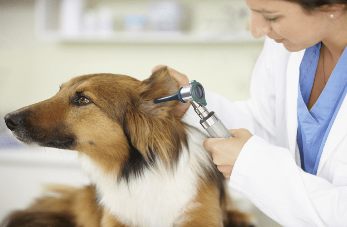 Lo que debe saber sobre la otitis externa en perros