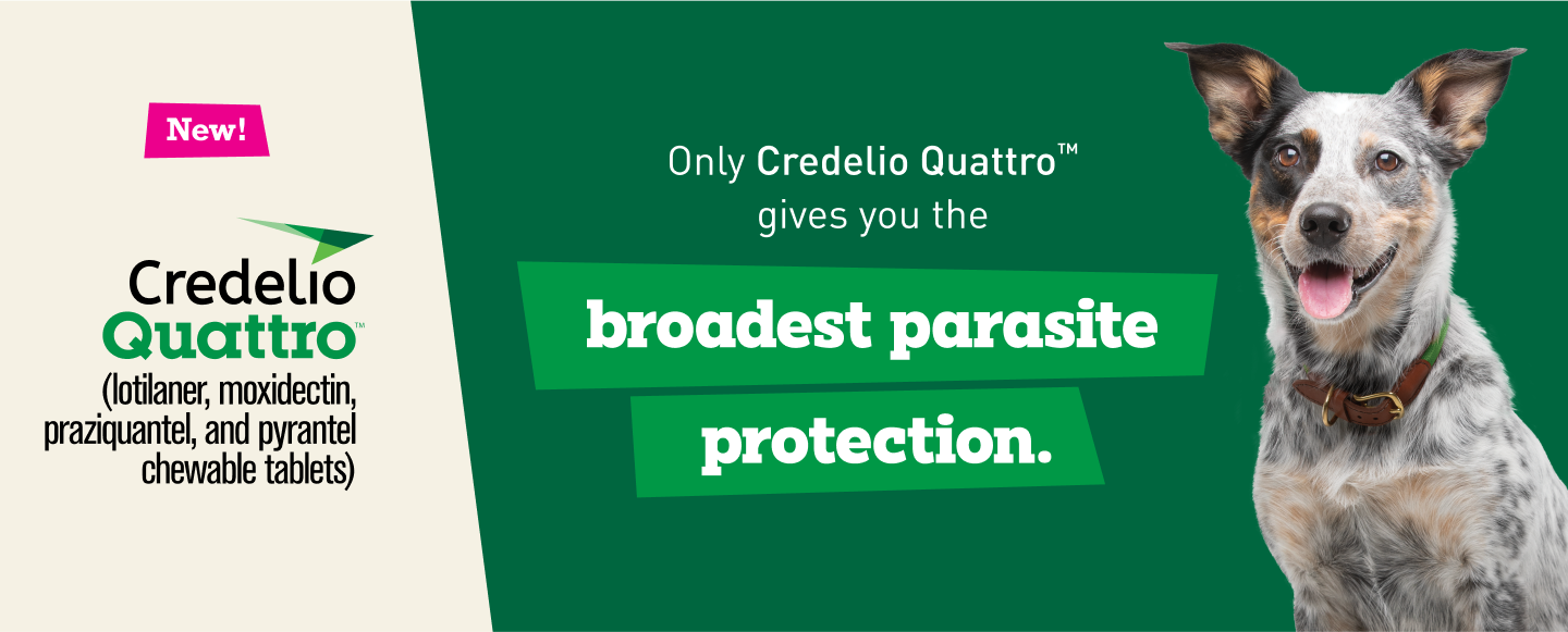 Credelio Quattro™: The Broadest Parasite Protection for Dogs