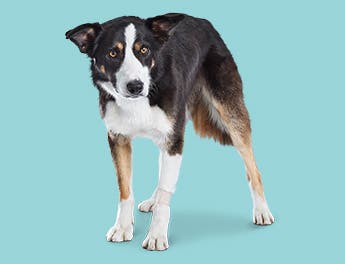 Pet Pain Management after Surgery with NOCITA™ | Elanco