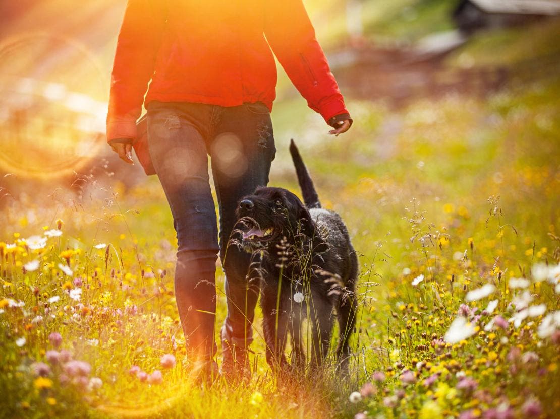¿Cómo pasear con perros sin problemas?