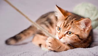 AdTab™ comprimés à croquer pour chats