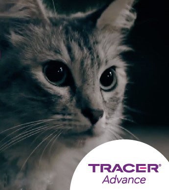 Why you should have your pet microchipped - find out more