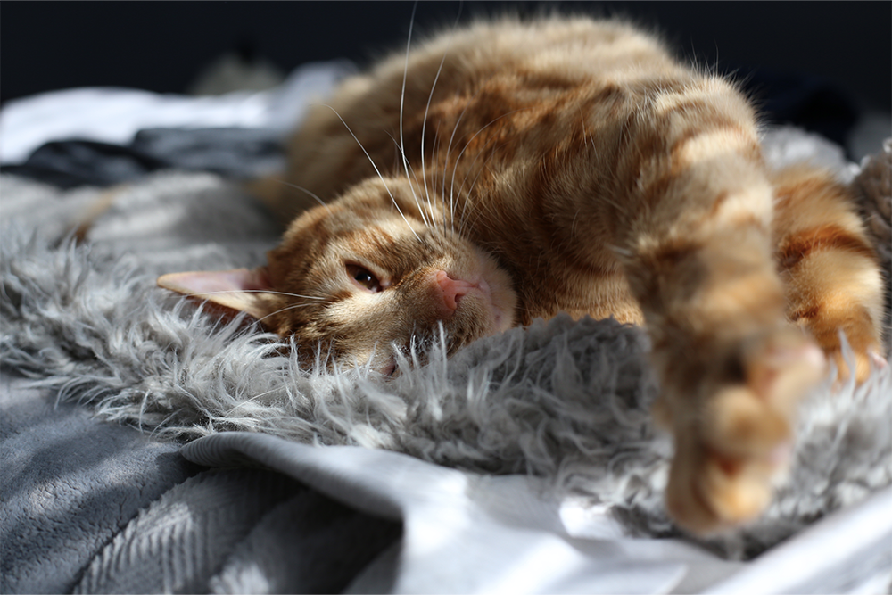 Kattentaal: wat communiceert een kat met zijn geluidjes