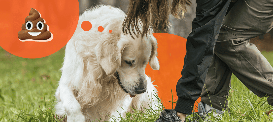 Why Do Dogs Eat Their Poop?