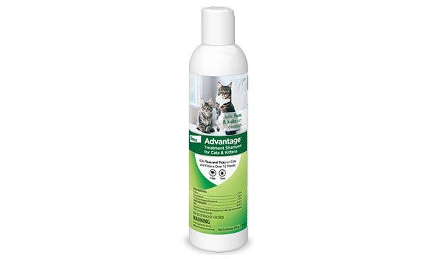 cat fleas shampoo