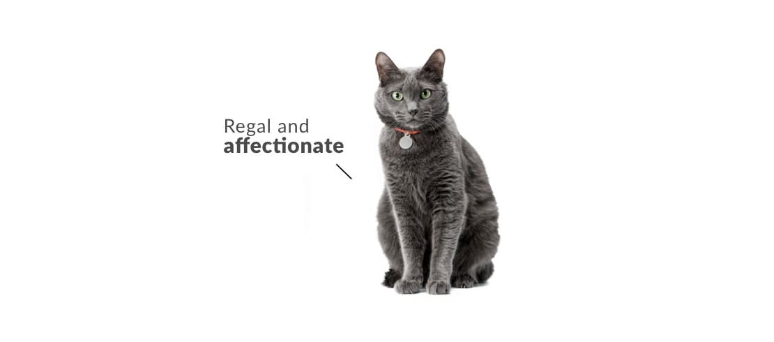 Russian Blue Cat Breed Profile