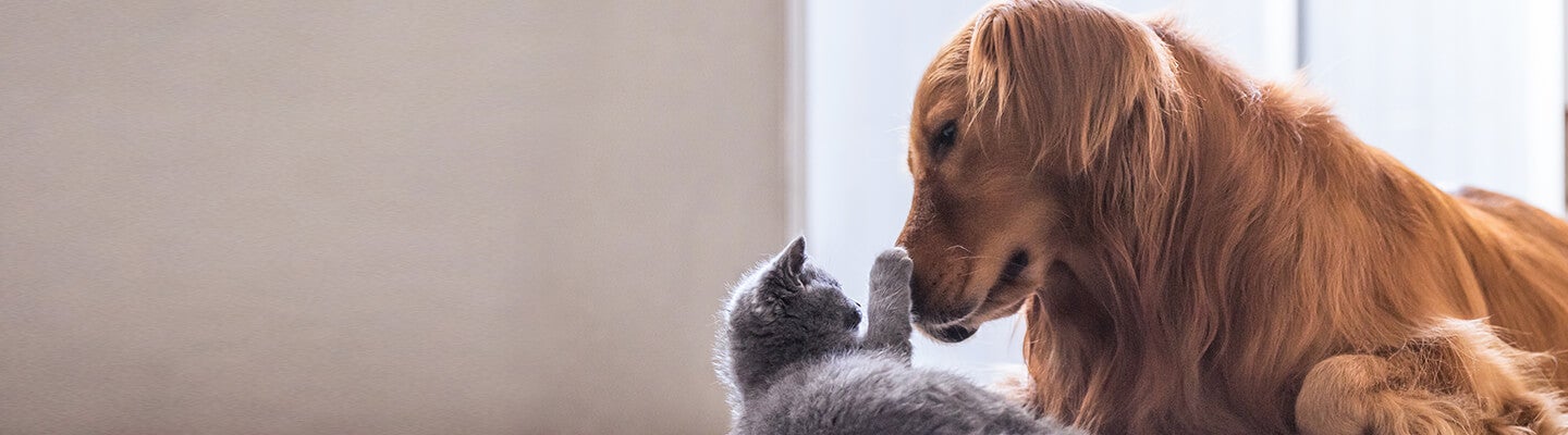 Advantage Flea Treatment | Quick, Easy and Reliable Treatment and ...