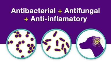 Claro ® Otic Solution: Ear Infection Treatment | Elanco