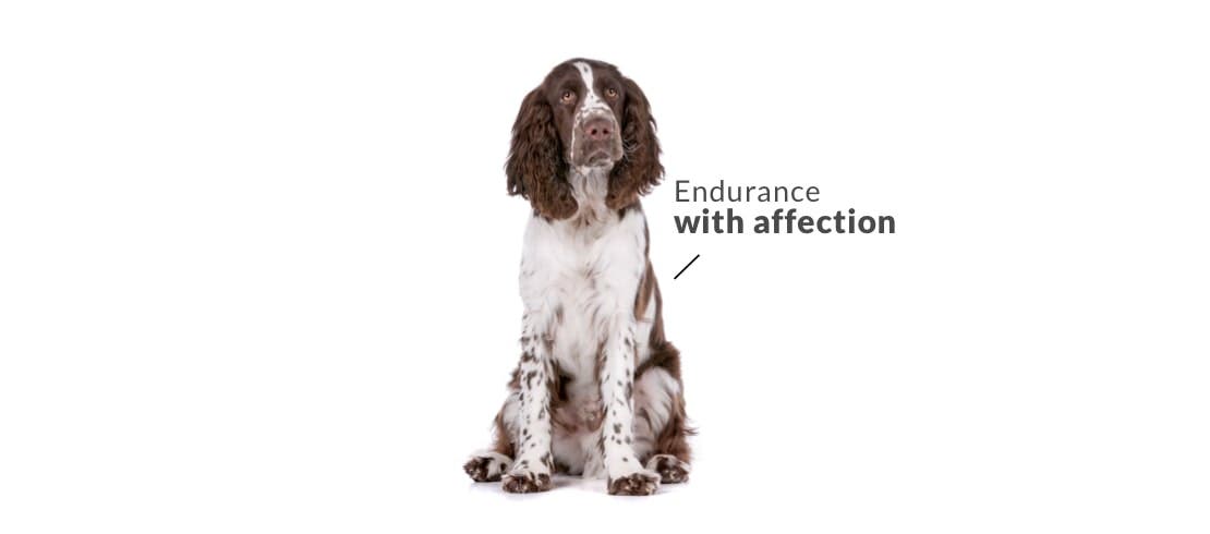 Springer Spaniel Dog Breed Profile