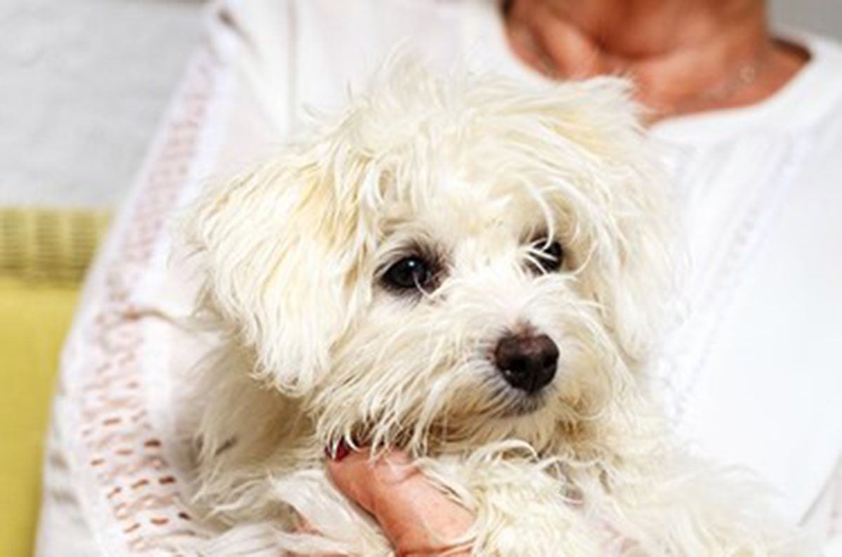 De bedste hunderacer til ældre mennesker