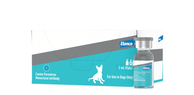 Parvo in Dogs: How to Protect from the Deadly Disease