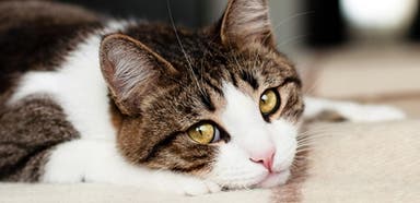 Profender® Dewormer for Cats