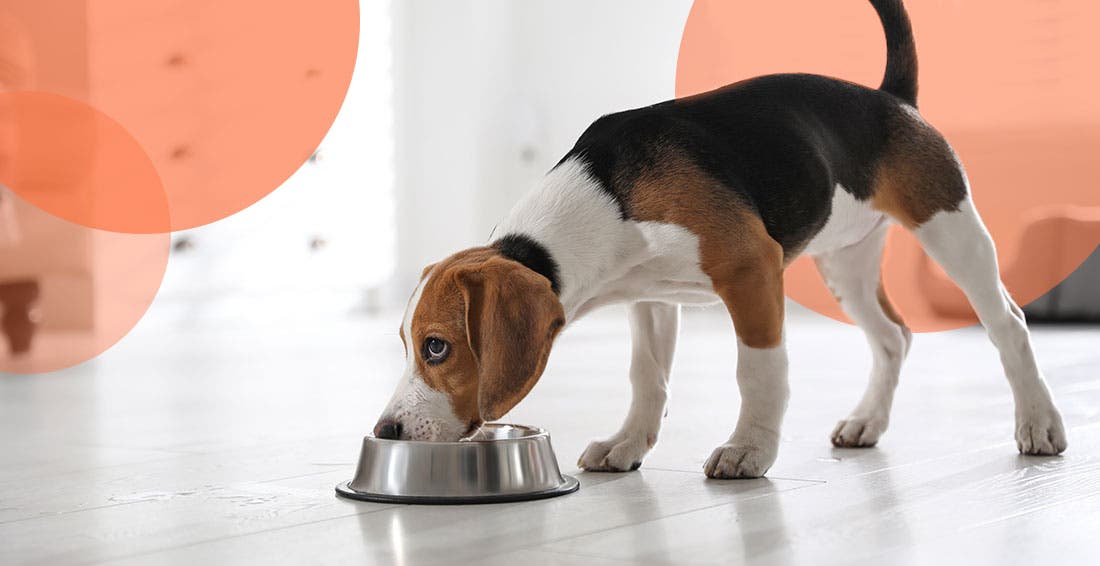 5 Best Dog Breeds for Kids