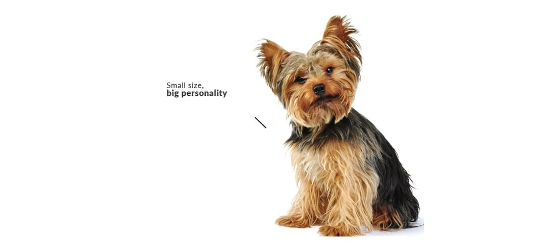 Breed Profile: Yorkshire Terrier