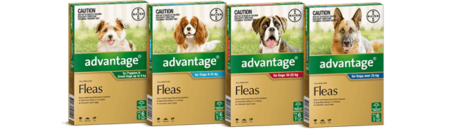 How to treat and prevent fleas in puppies