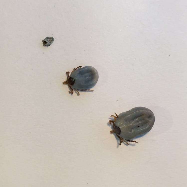 How to Spot a Tick on your Pet: Your Complete Guide