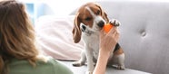 Is Tug Of War Good Exercise For Dogs