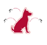 Descubra as pipetas Advantix e os seus benefícios para o seu cão