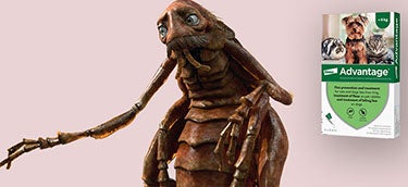 Advantage Spot-on Flea Treatment