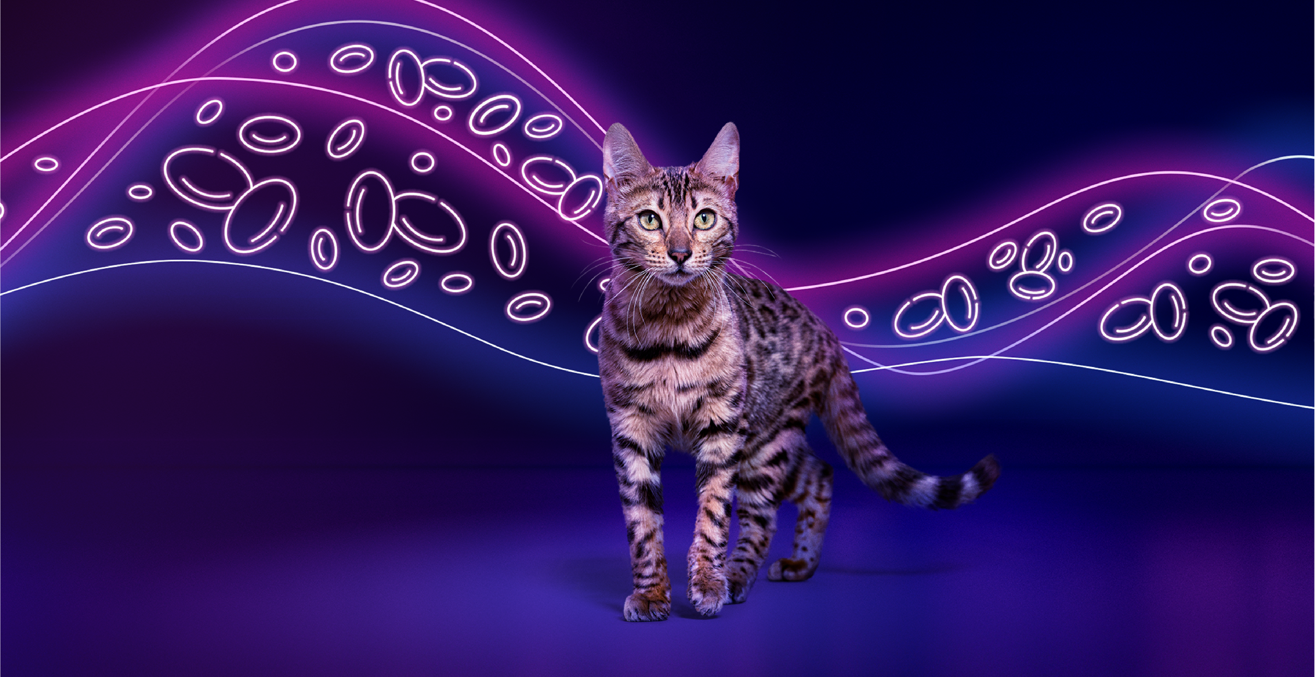 Ess Avine Edeli Cats Pmyn1wr0uus