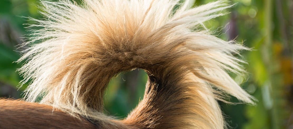 How to Tell If Your Dog Is in Heat — And What to Do about It
