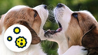 Secure Your Dog's Wellbeing with One-Dose Parvo Treatment