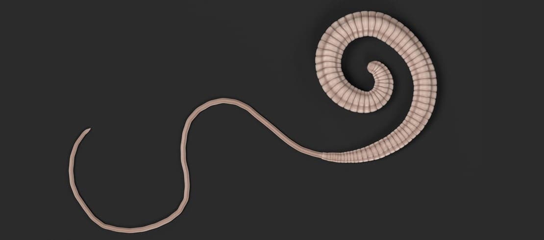 Whipworms in Dogs: How to Protect Your Pet