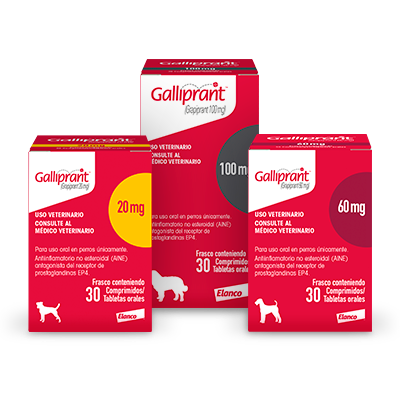 Galliprant | Contra la Osteoartritis canina | Página oficial de Elanco