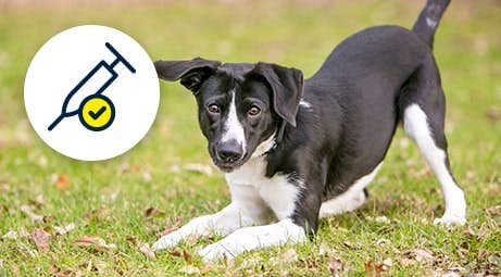 Secure Your Dog's Wellbeing with One-Dose Parvo Treatment