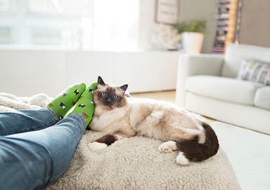 Zorbium™ for Cats: Postoperative Feline Pain Management
