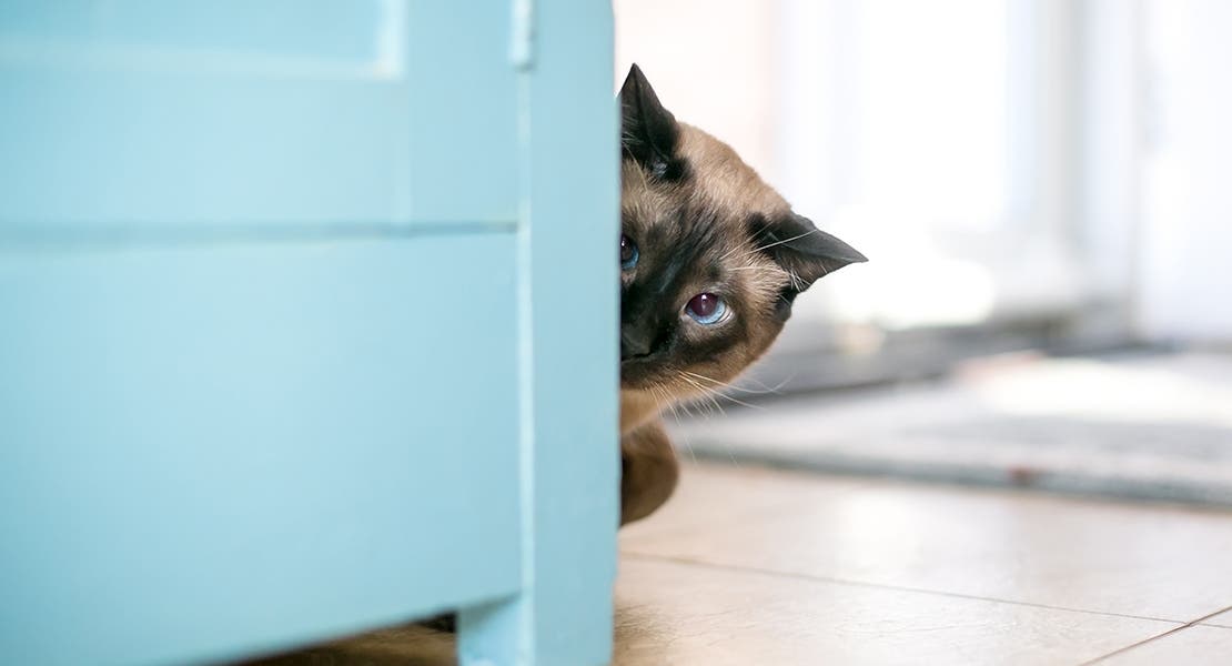 Cleaning Cat Pee: How to Remove Smells and Stains